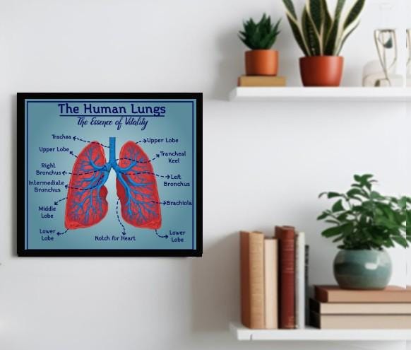 Human Lungs Diagram Printable Poster | Wall, Office and Classroom Decor ...