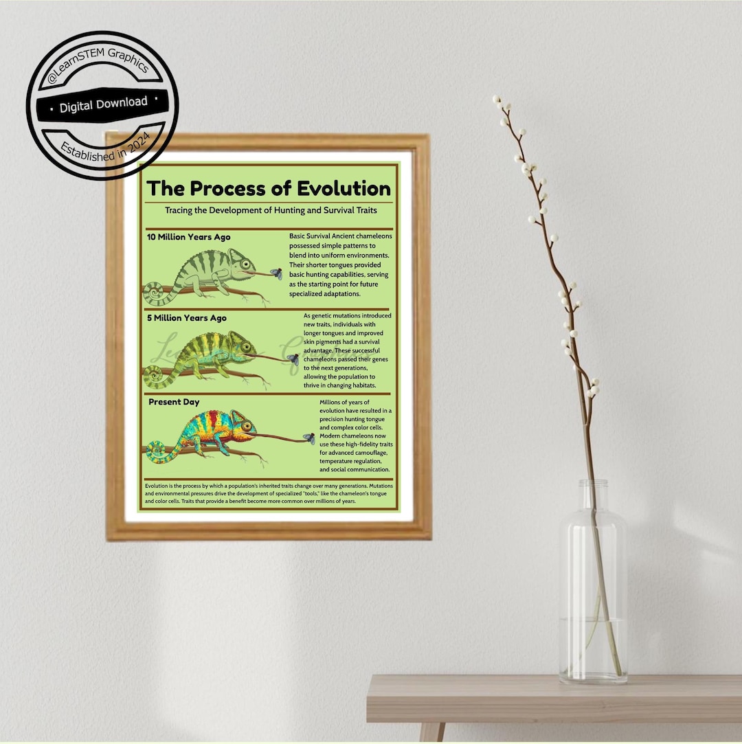 Evolution Explained: Chameleon Hunting & Camouflage Infographic | STEM ...