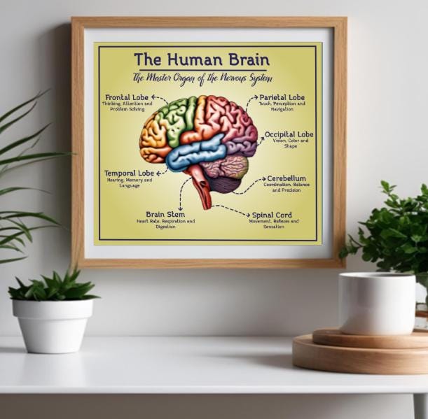 Human Brain Diagram Printable Poster | Wall, Office and Classroom Decor ...