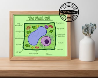 EDUCATIONAL- Plant Cell Poster - Etsy