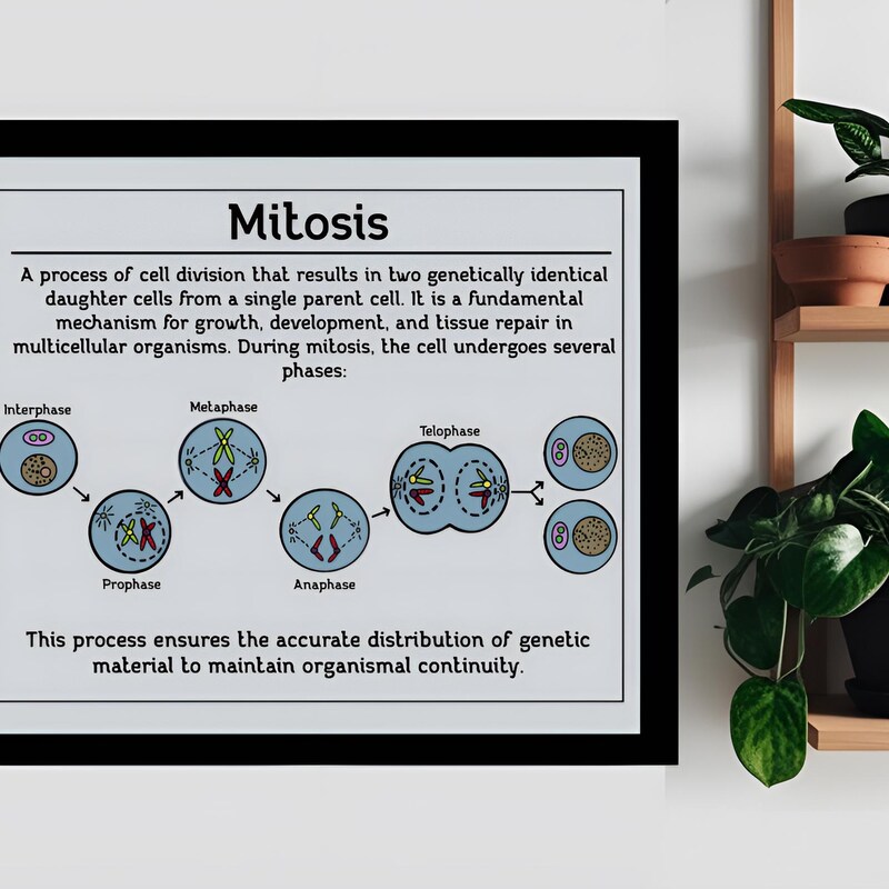 Mitosis Poster - Etsy