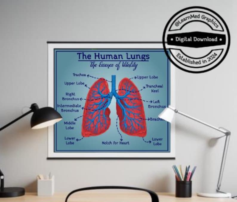 Human Lungs Diagram Printable Poster | Wall, Office and Classroom Decor ...