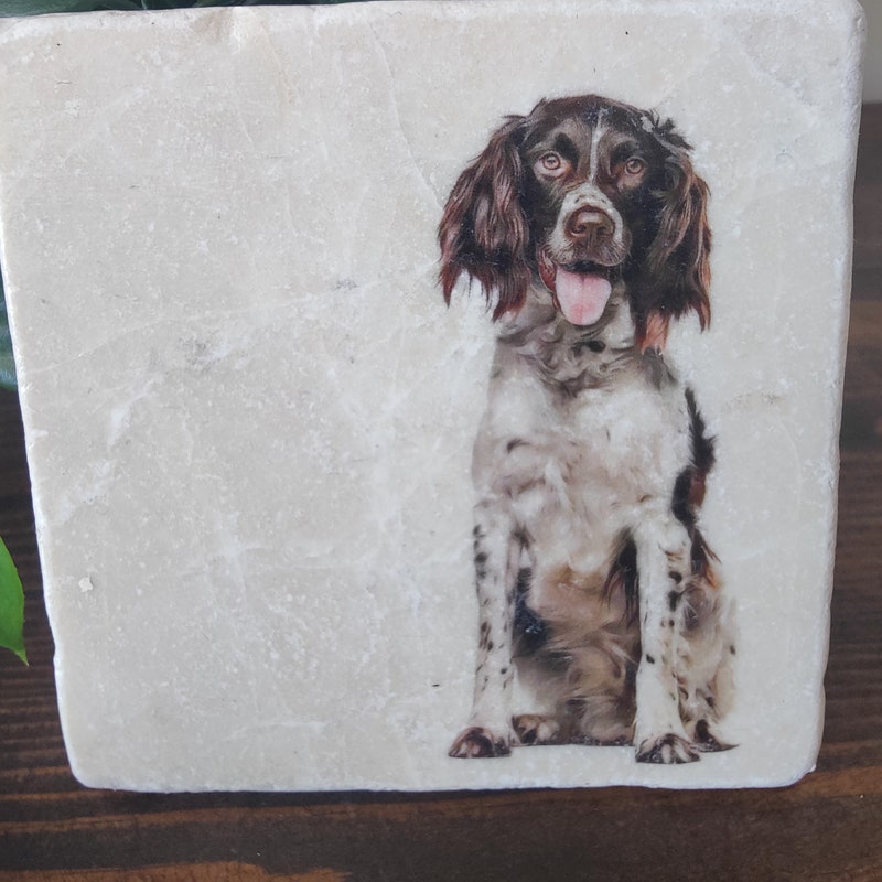 Springer Spaniel - Etsy