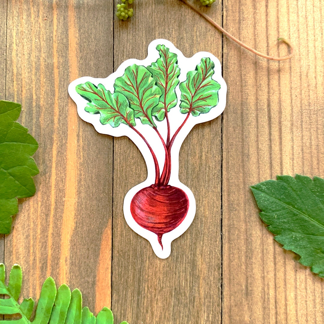2.5 Realistic Beet Vinyl Sticker Large - Etsy