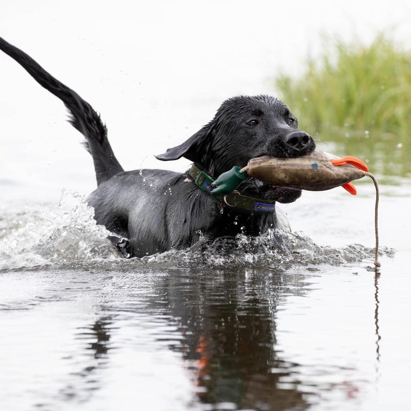 Hunting Dog Collars - Etsy