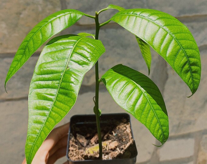 Live Honey Mango Tree | Buy 2 for Free Shipping | Homegrown and Healthy ...