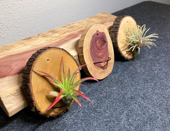 The Eye Live Edge Wooden Air Plant Rest Outdoor & Gardening Indoor ...