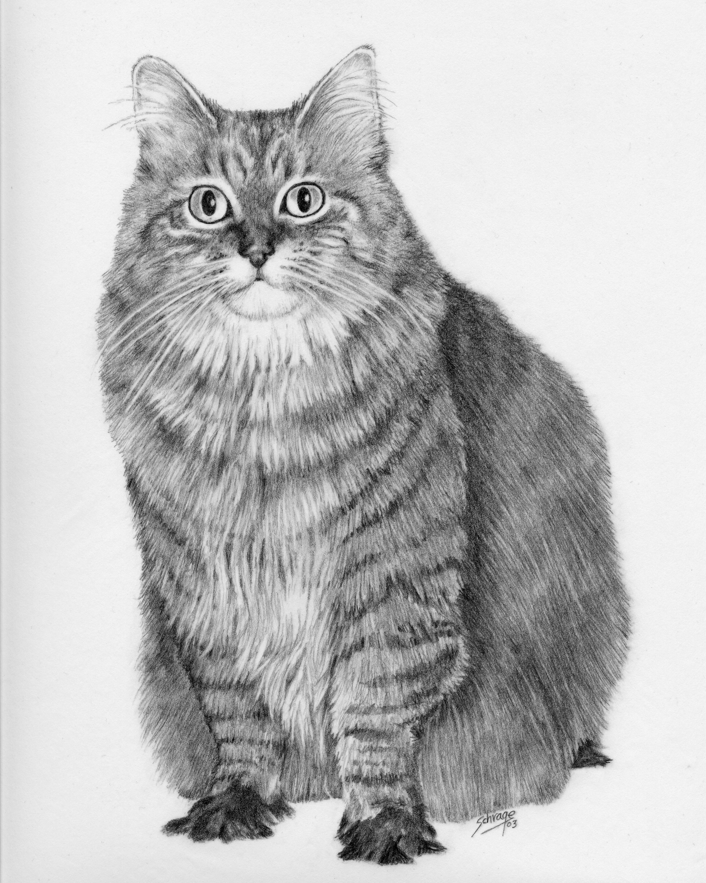 Cat, Printable Wall Art, Digital Download - Etsy