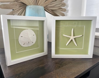 Sand Dollar Shadow Box - Etsy