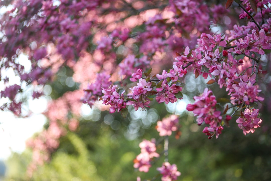 Nature Flower Photo, Pink Tree, Nature Art Print - INSTANT DOWNLOAD - Etsy