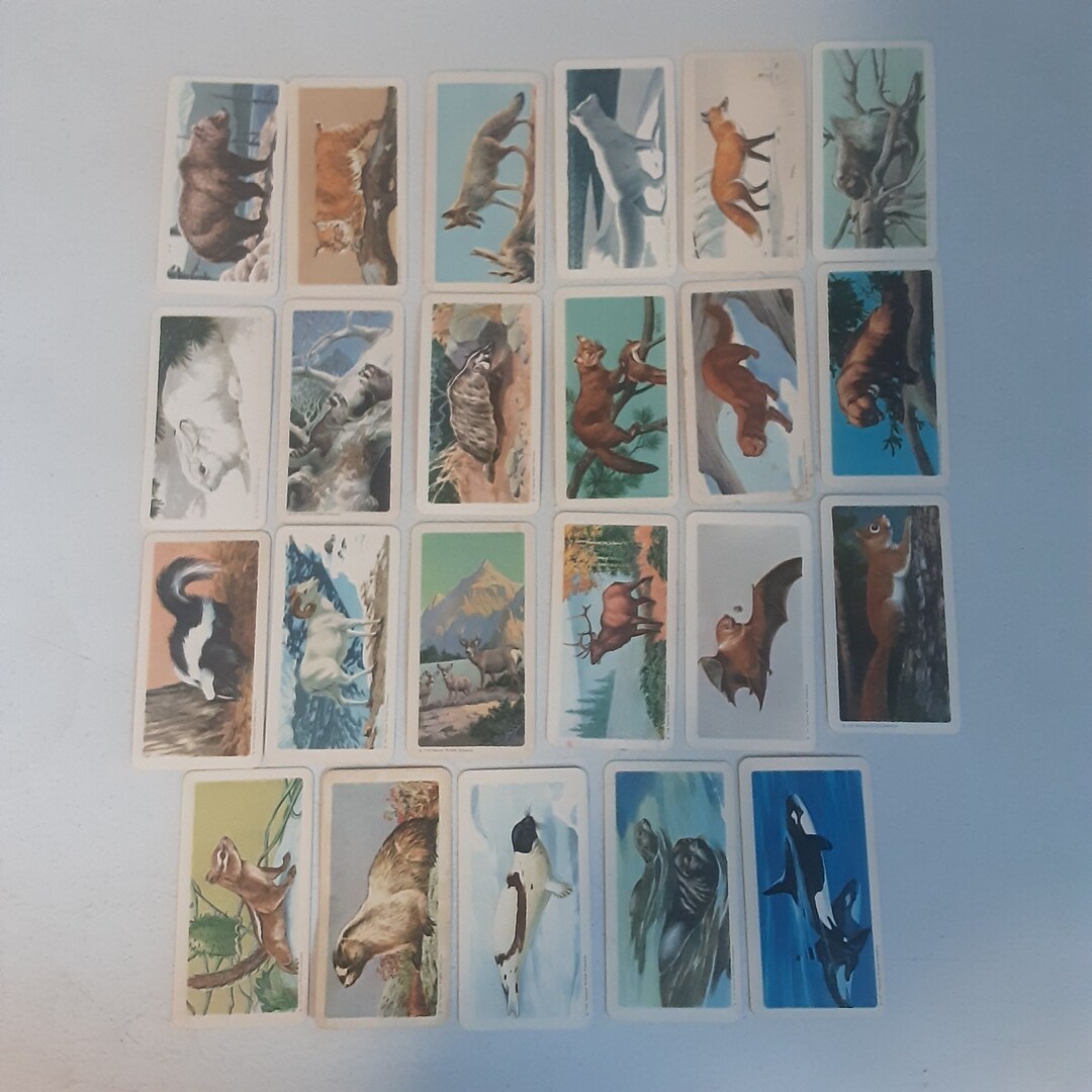 Vintage 1960 Brooke Bond Blue Ribbon / Red Rose Tea Card's Series 2 ...