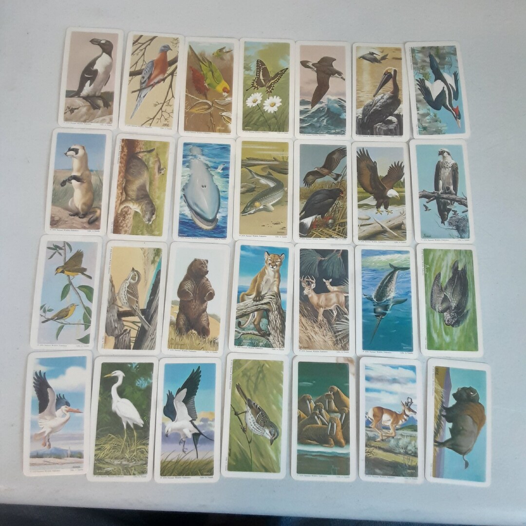 Vintage 1970 Brooke Bond Blue Ribbon / Red Rose Tea Card's Series 13 ...