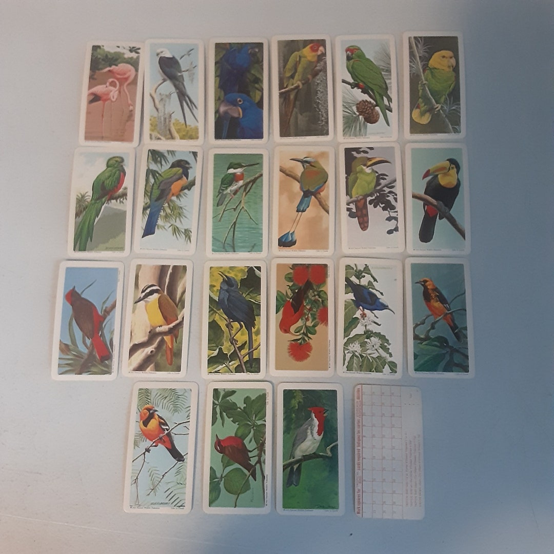 Vintage 1964 Brooke Bond Blue Ribbon / Red Rose Tea Card's Series 6 ...