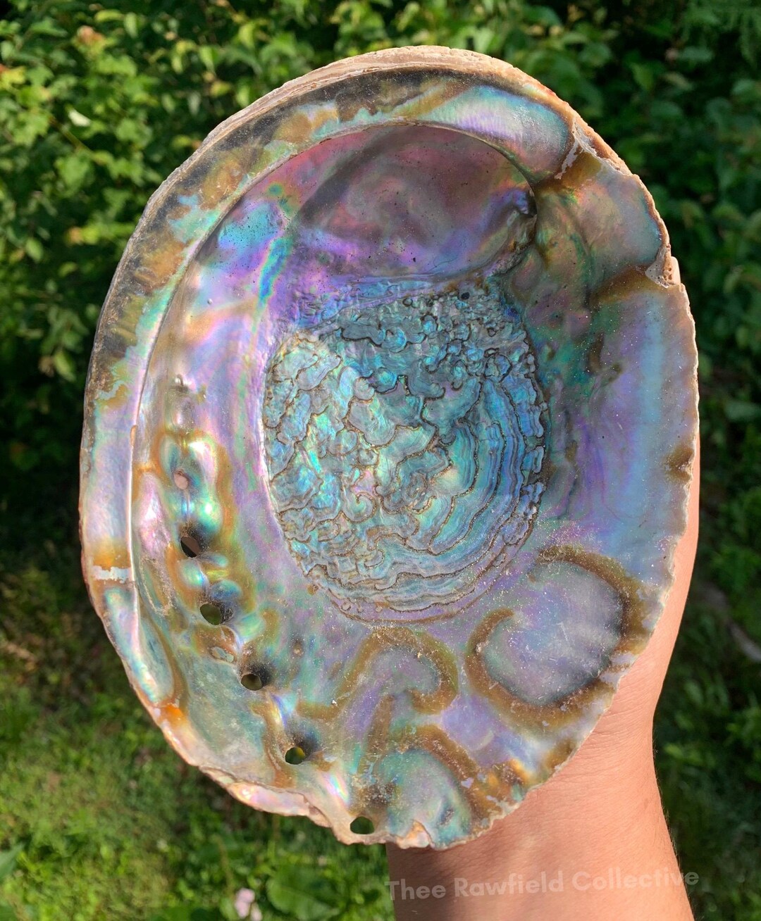 6.7” Abalone Natural Shell | Shells for Jewelry Altars Crafts | Real ...