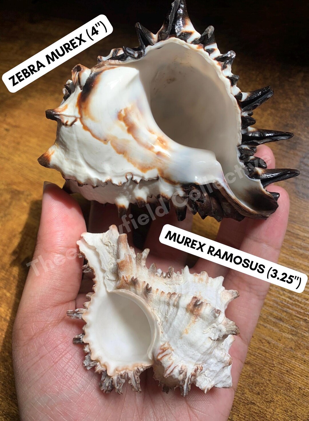 Natural Murex Shells | Ocean Snail Shell for Jewelry Altars Crafts ...