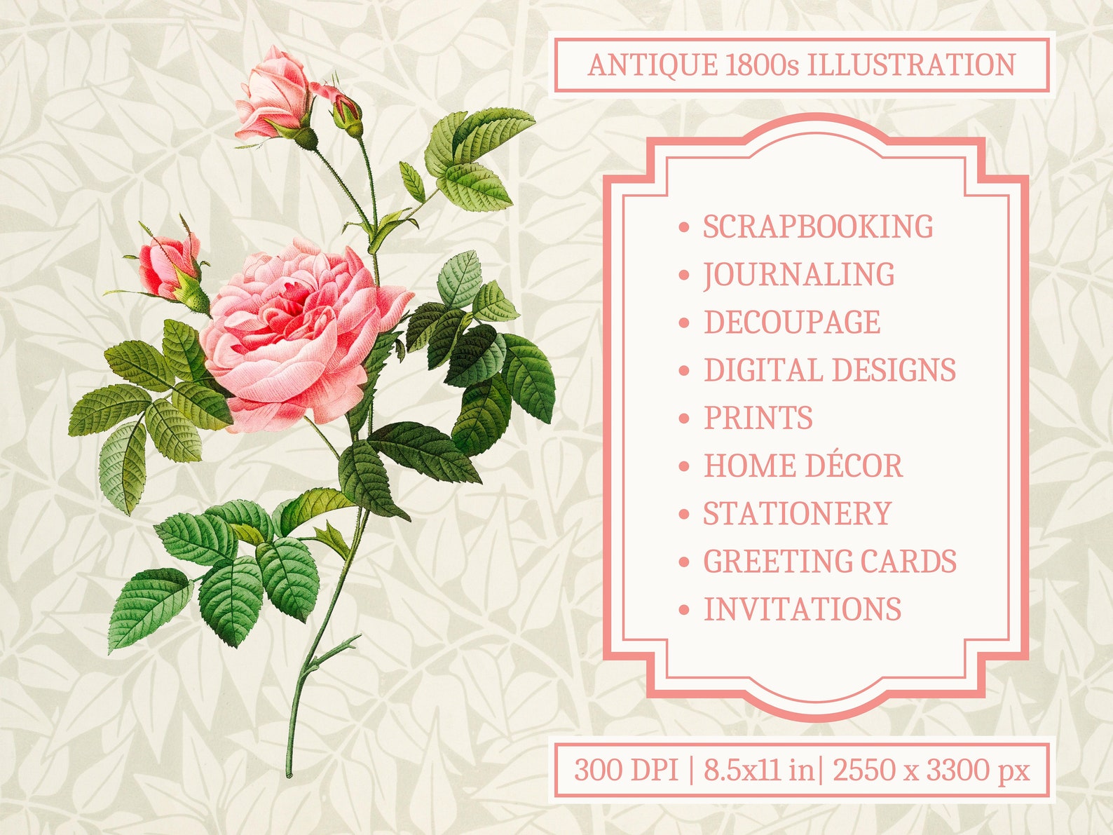 Antique Rose Illustration PNG Printable Floral Clipart Vintage ...
