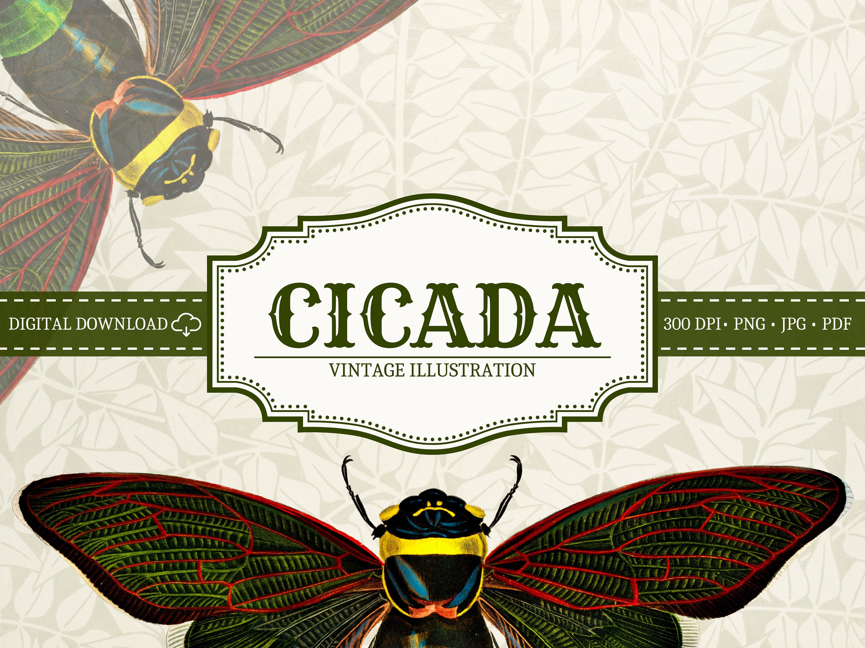 Vintage Cicada Illustration