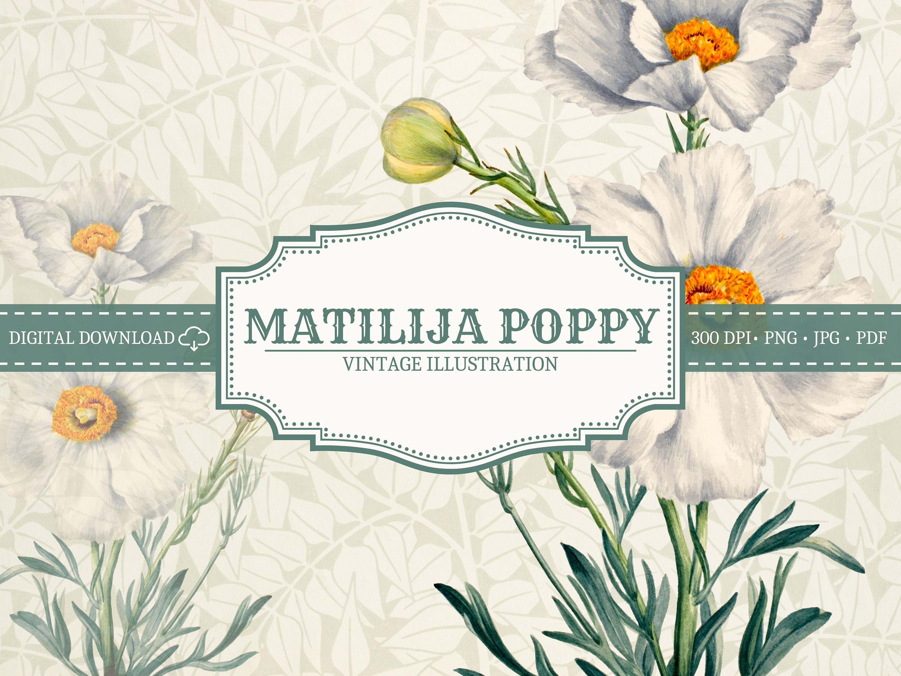 Antique Poppy Illustration PNG Printable Floral Clipart - Etsy