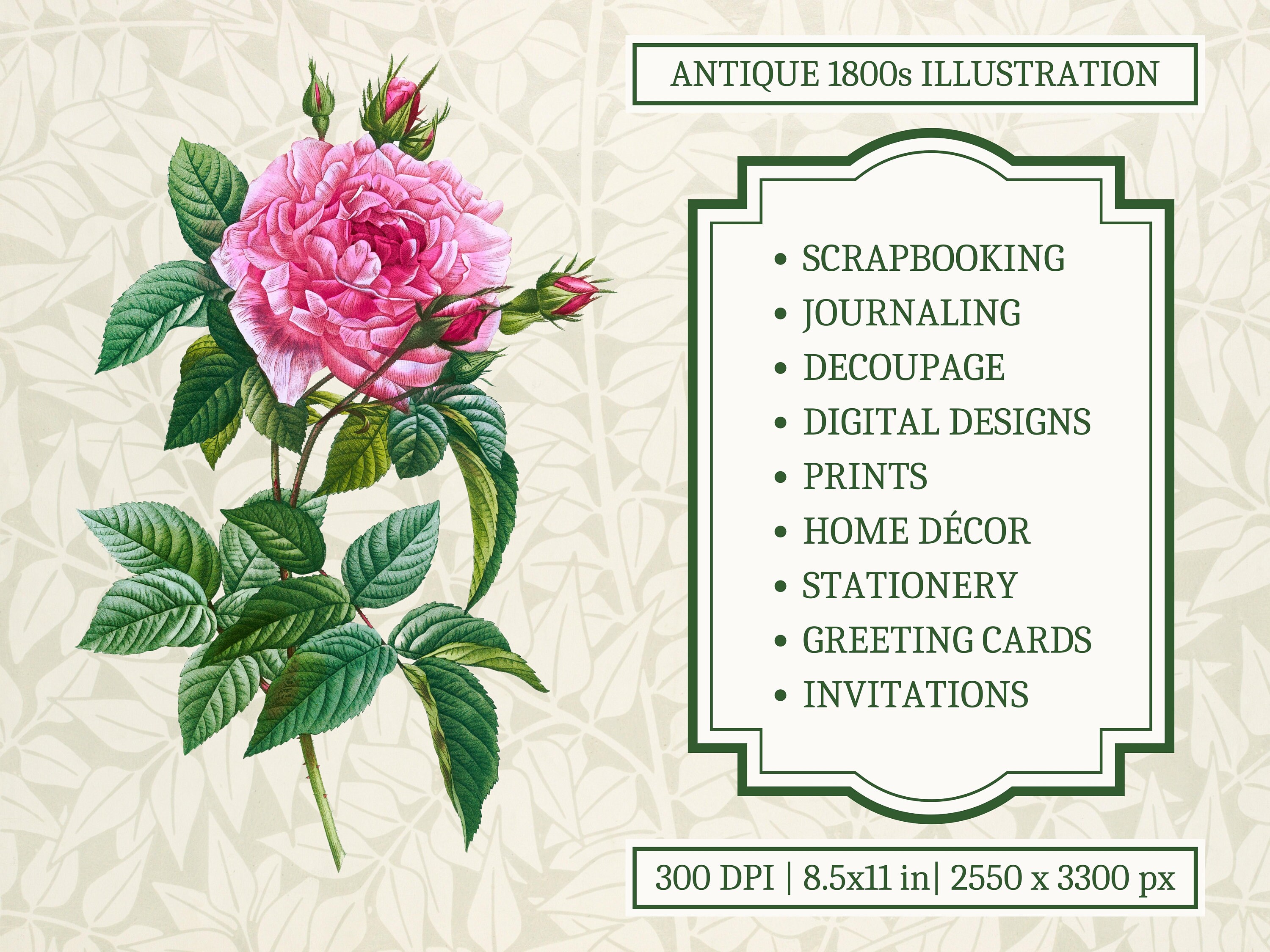 Antique Rose Illustration PNG Printable Floral Clipart Vintage ...