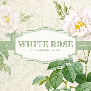 Antique Rose Illustration PNG Printable Floral Clipart Vintage ...