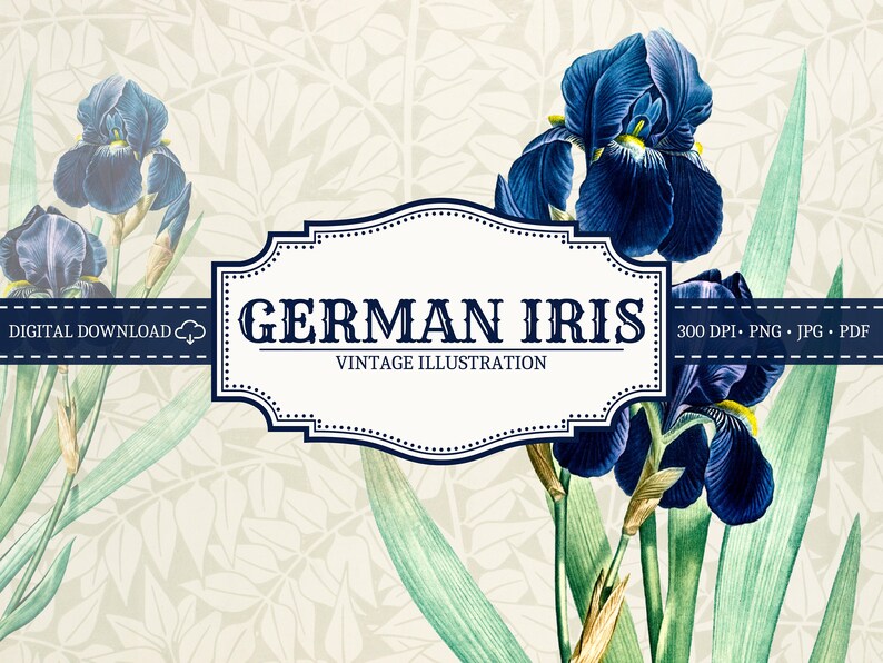 Antique Iris Illustration PNG Printable Floral Clipart Vintage ...