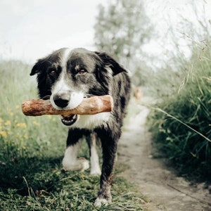 Coffee Wood Dog Chew Vegan Natural Bone Stick Dental Care Training ...