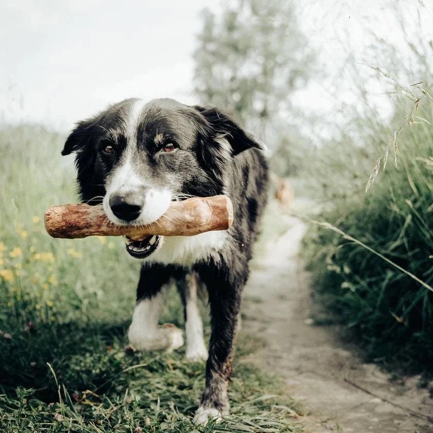 Coffee Wood Dog Chew Vegan Natural Bone Stick Dental Care Training ...