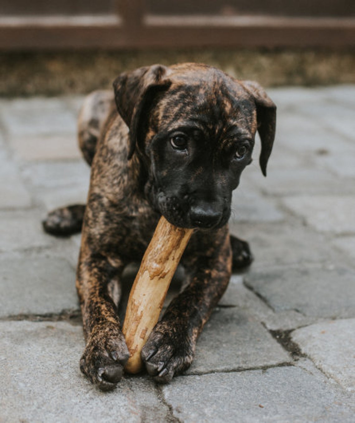 Coffee Wood Dog Chew Vegan Natural Bone Stick Dental Care Training ...