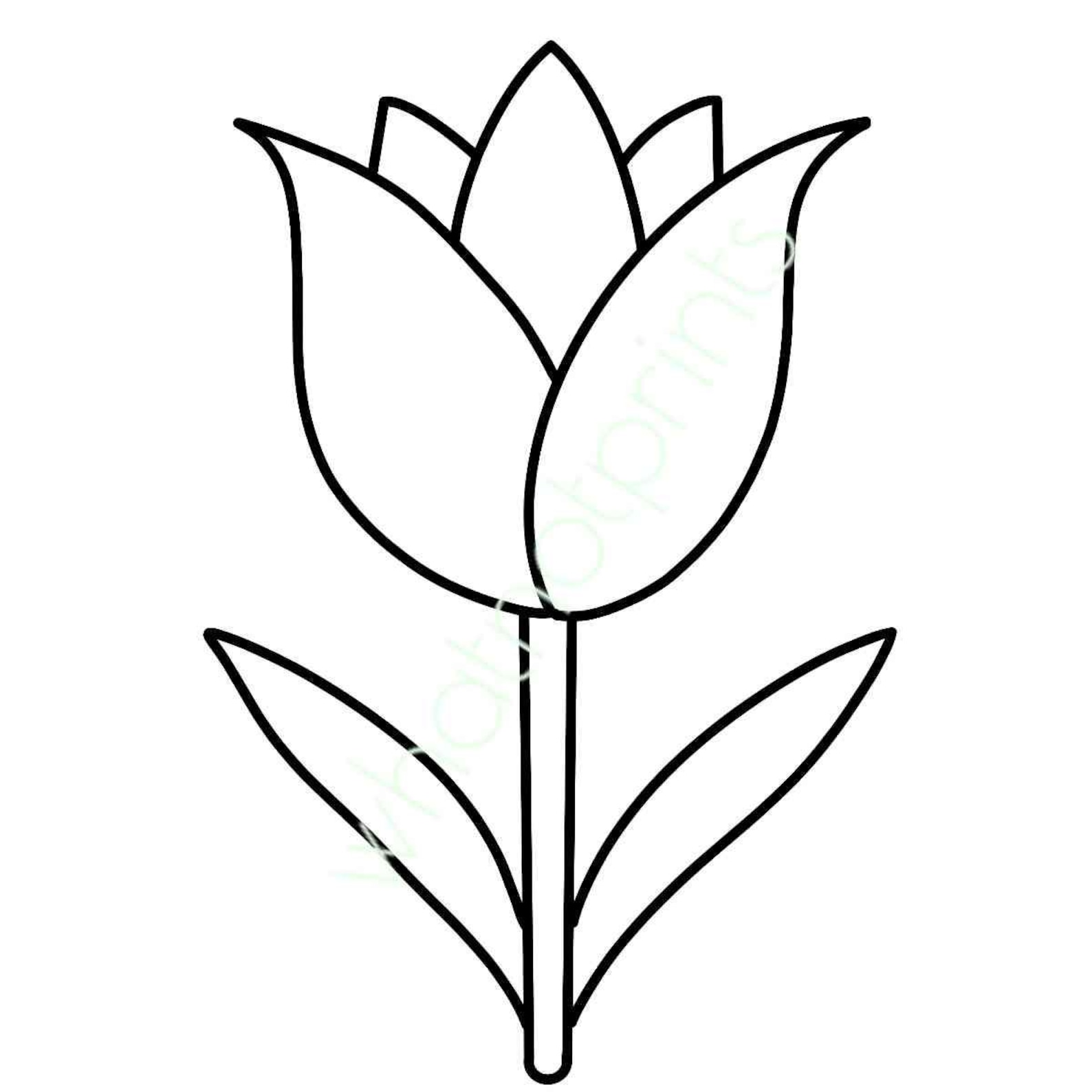 Commercial Tulip Outline PNG & SVG Transparent Background High ...