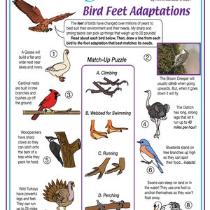 All About Birds Printable Puzzle Bundle Facts, Adaptations and ...