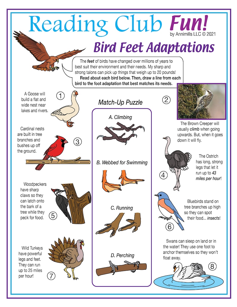All About Birds – Printable Puzzle Bundle – Facts, Adaptations and ...