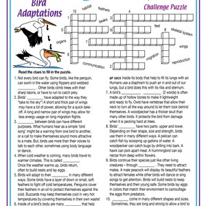 Bird Adaptations Printable Puzzles – Crosswords, Word Search, Beak ...