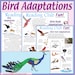 All About Birds Printable Puzzle Bundle Facts, Adaptations and ...