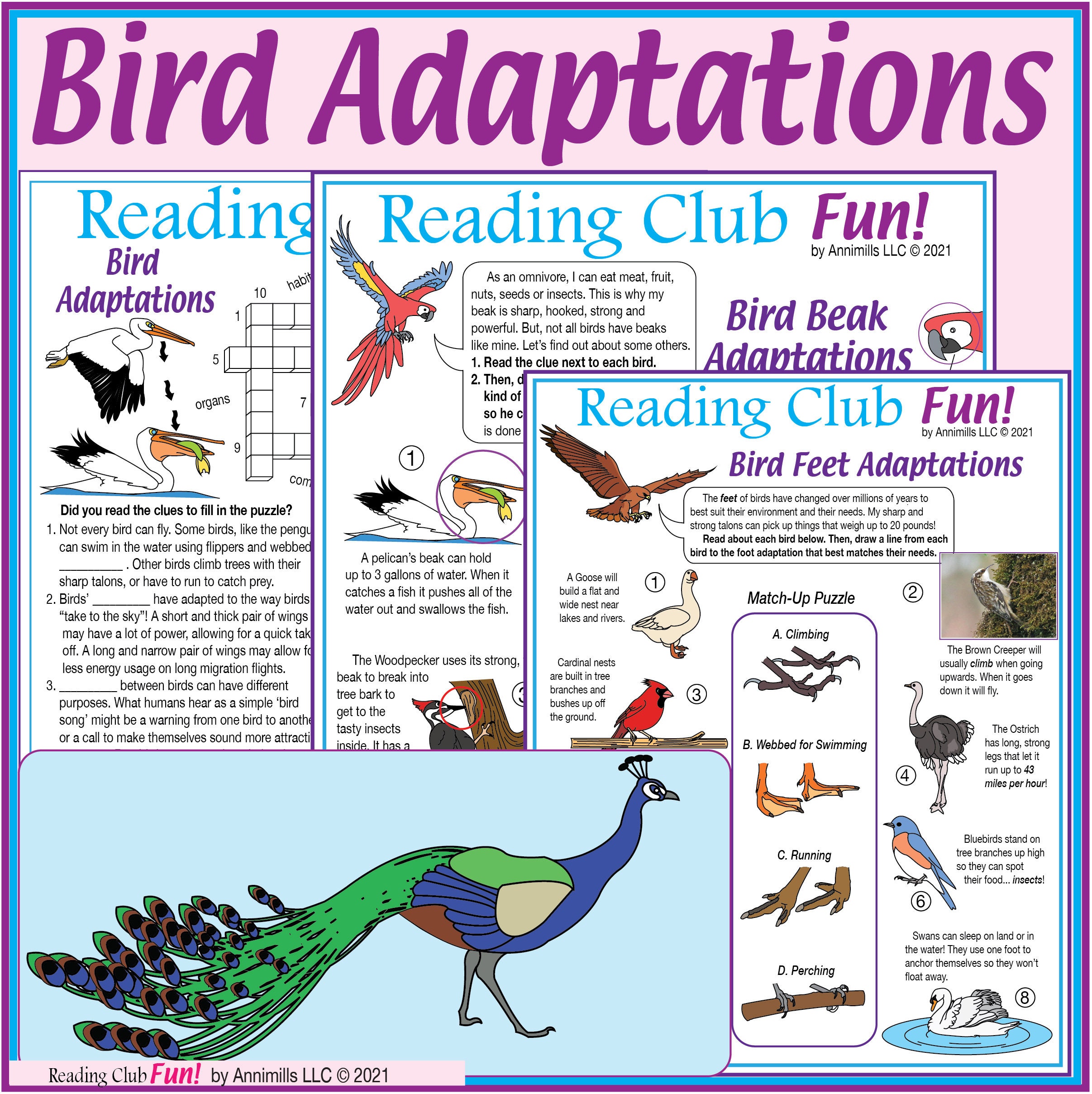 All About Birds Printable Puzzle Bundle Facts, Adaptations and ...
