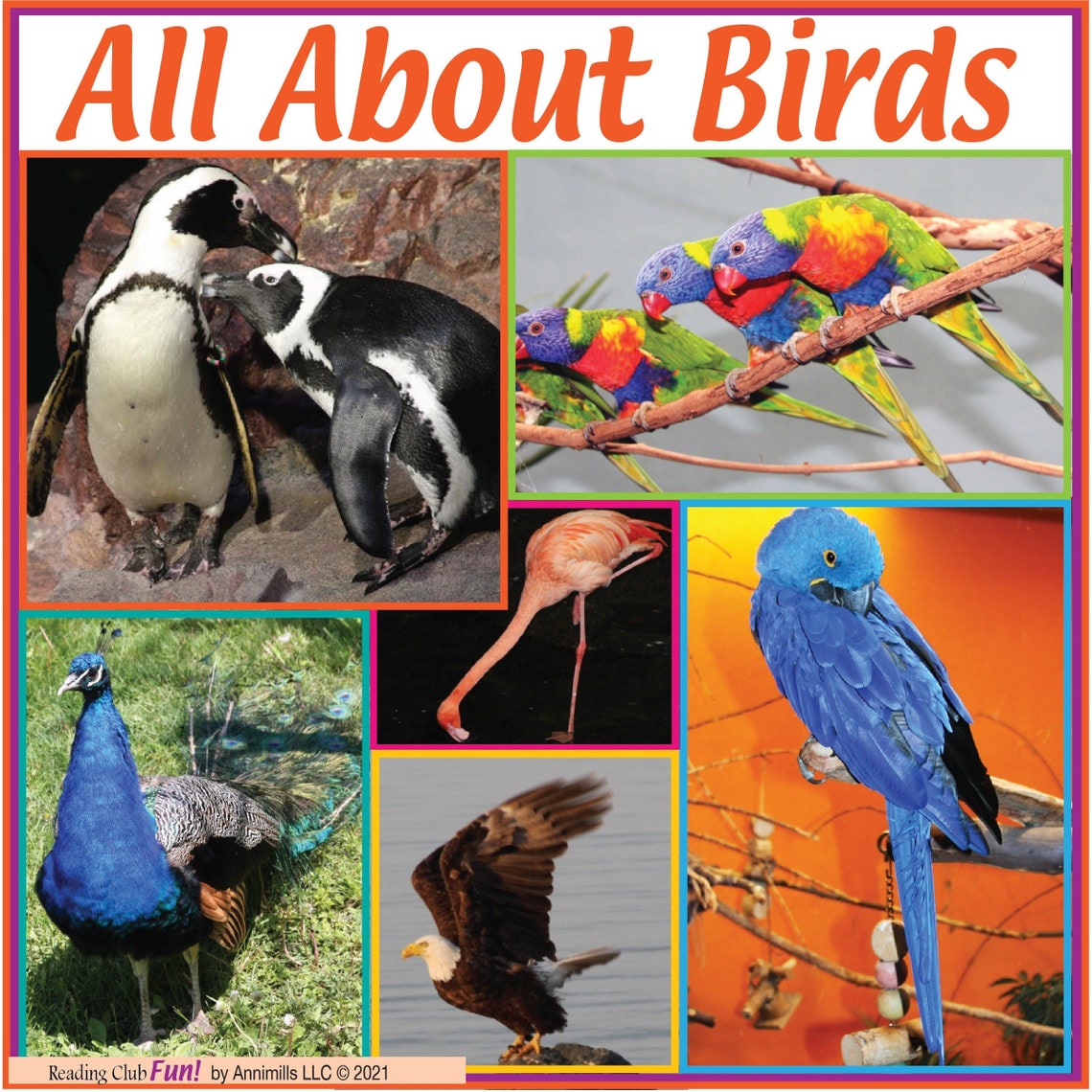 All About Birds – Printable Puzzle Bundle – Facts, Adaptations and ...