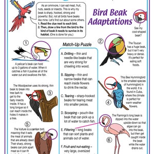 All About Birds – Printable Puzzle Bundle – Facts, Adaptations and ...