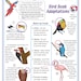 Bird Adaptations Printable Puzzles – Crosswords, Word Search, Beak ...