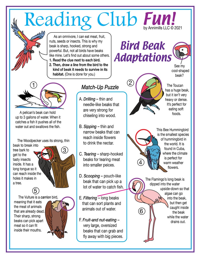 Bird Adaptations Printable Puzzles – Crosswords, Word Search, Beak ...