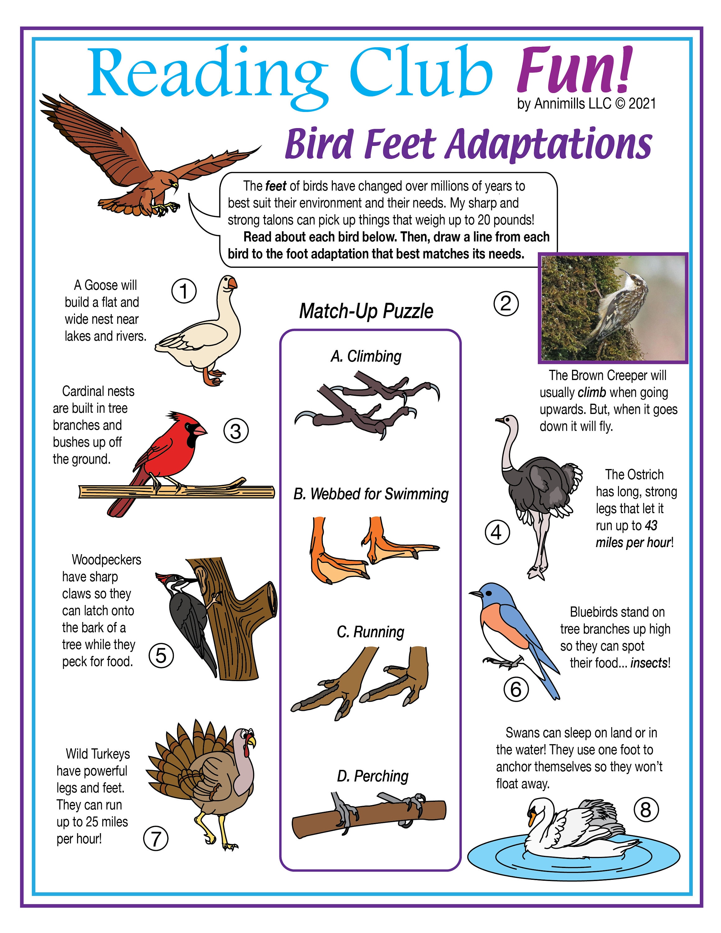 Bird Adaptations Printable Puzzles – Crosswords, Word Search, Beak ...