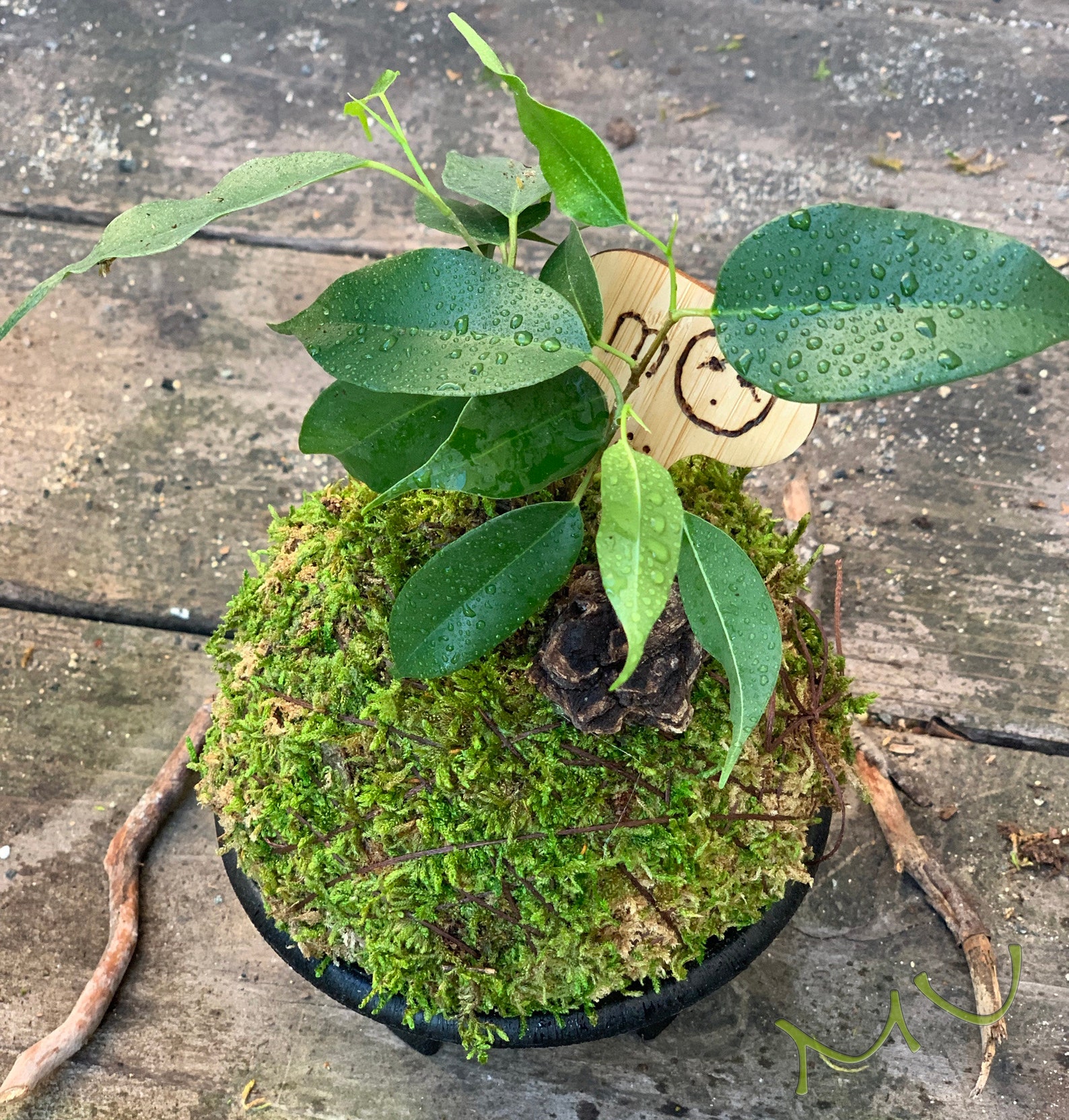 Petite FICUS BENJAMINA KOKEDAMA Bonsai Base 4 X - Etsy