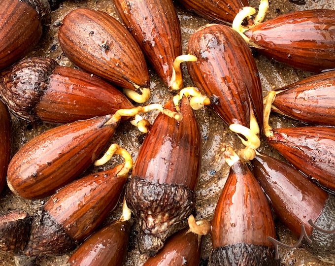 2025 Germinated Utah Red Oak Acorn Sprouted Sets for Growing Northern ...