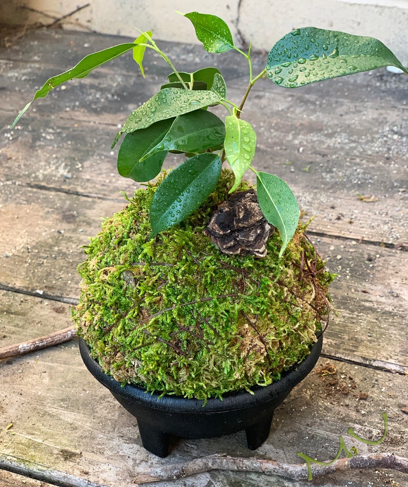 Petite FICUS BENJAMINA KOKEDAMA Bonsai Base 4 X - Etsy