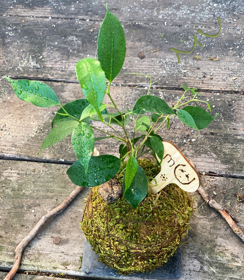 Petite FICUS BENJAMINA KOKEDAMA Bonsai Base 4 X - Etsy