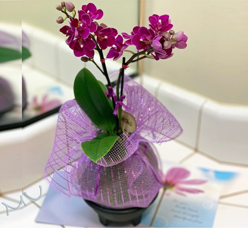 Mini Small Petite Phalaenopsis Moth Fuchsia Pink PURPLE ORCHID KOKEDAMA ...