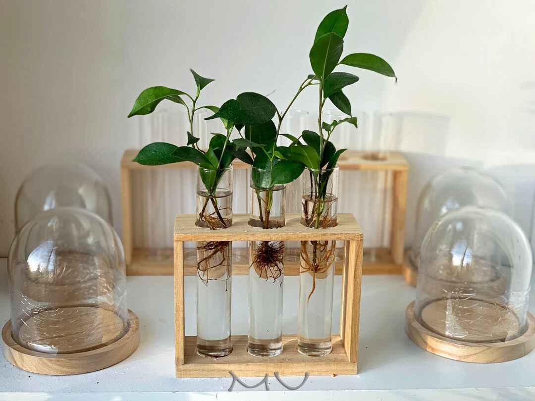 Multi Function CLOCHE PROPAGATION TUBES You Choose ~wood Base~glass ...