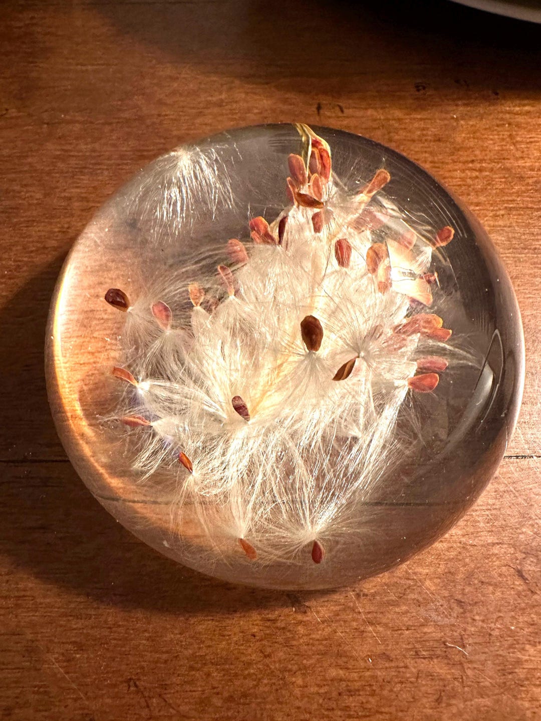Lucite Paperweight Signed W. Rolfe Milkweed - Etsy