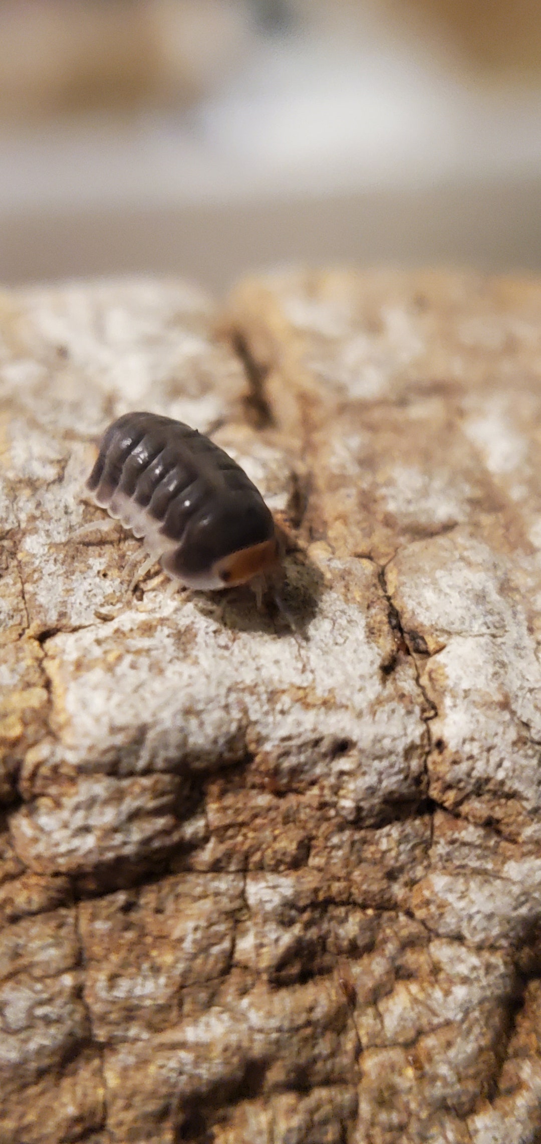 5 Pak Chong Isopods cubaris Sp. pink-faced Rubber Duckies - Etsy