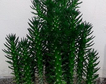 2, 4, 6 Pot of Eve's Pin Needle Cactus - Etsy