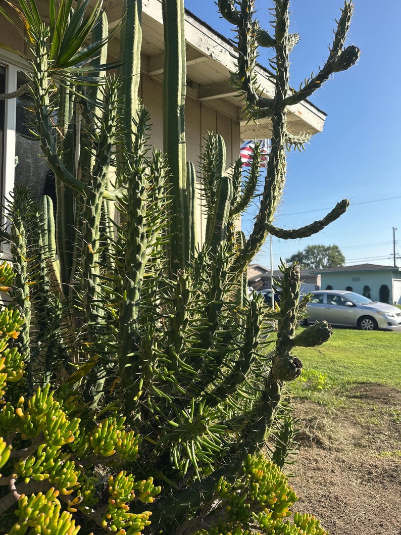 Eve’s Needle Cactus Cuttings - Etsy
