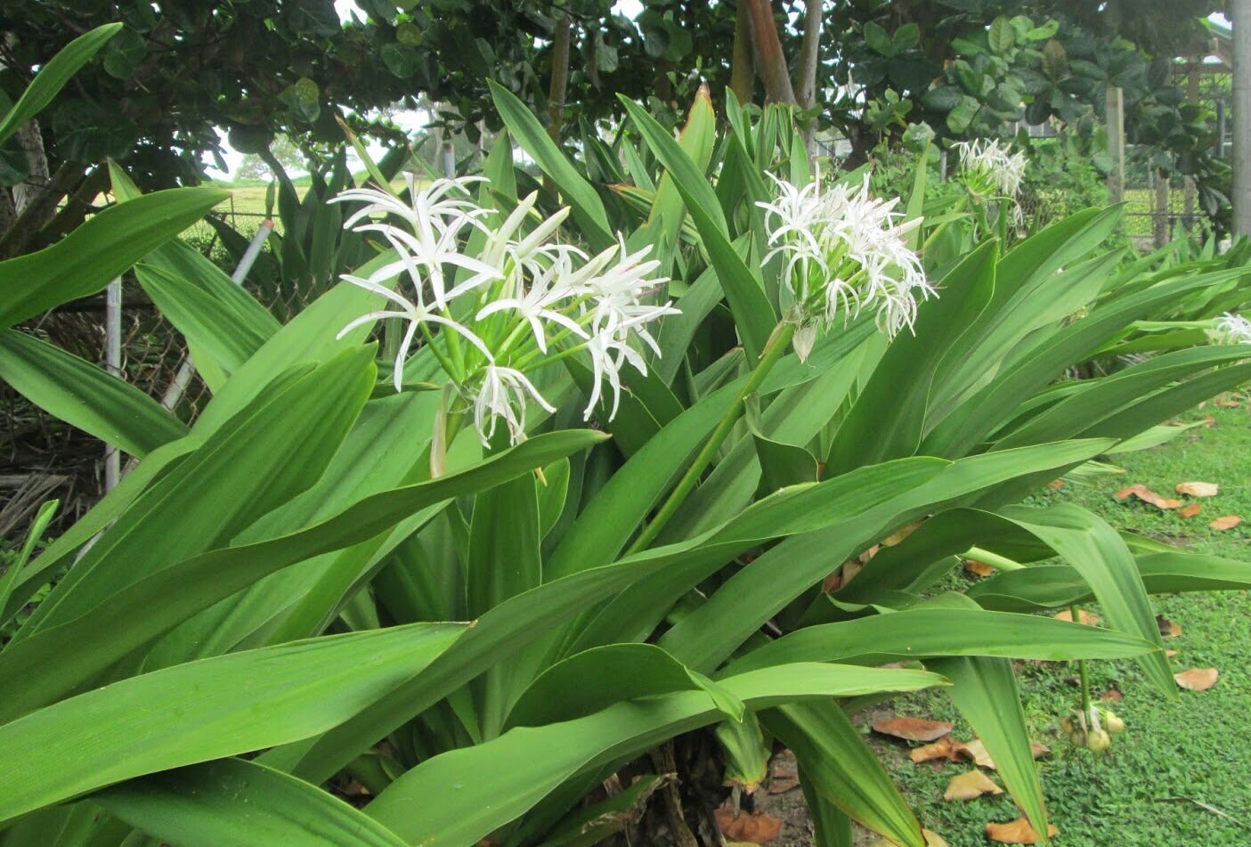 Queen Emma Plant, Crinum Queen Emma Plant, Crinum Augustum, Lily ...